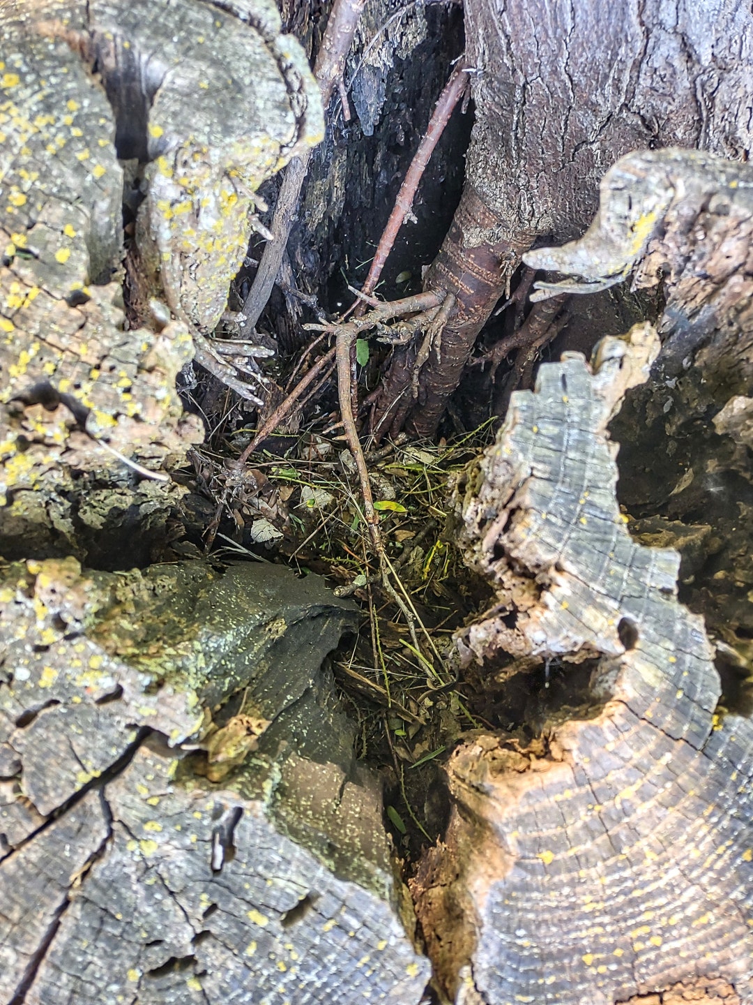 Inside of Split Tree Trunk Image Download - Etsy