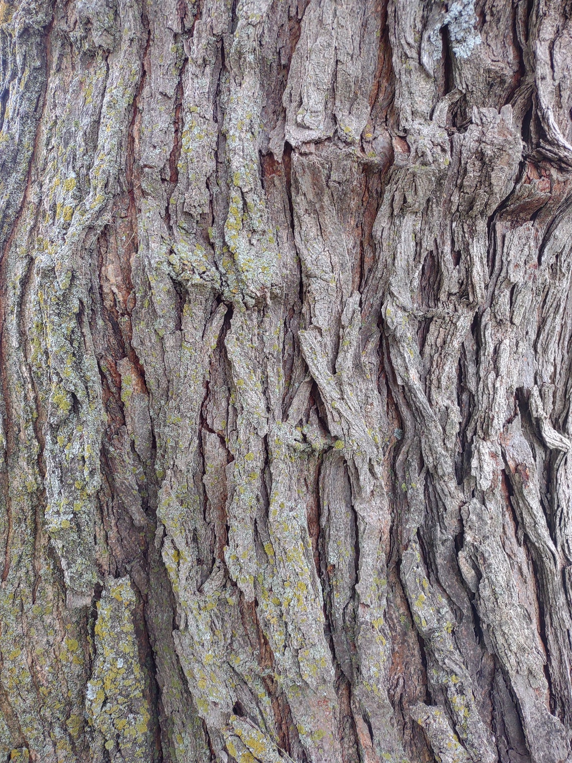 Tree Bark Texture Pack of 5 Photos - Etsy