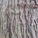 Tree Bark Texture Pack of 5 Photos - Etsy