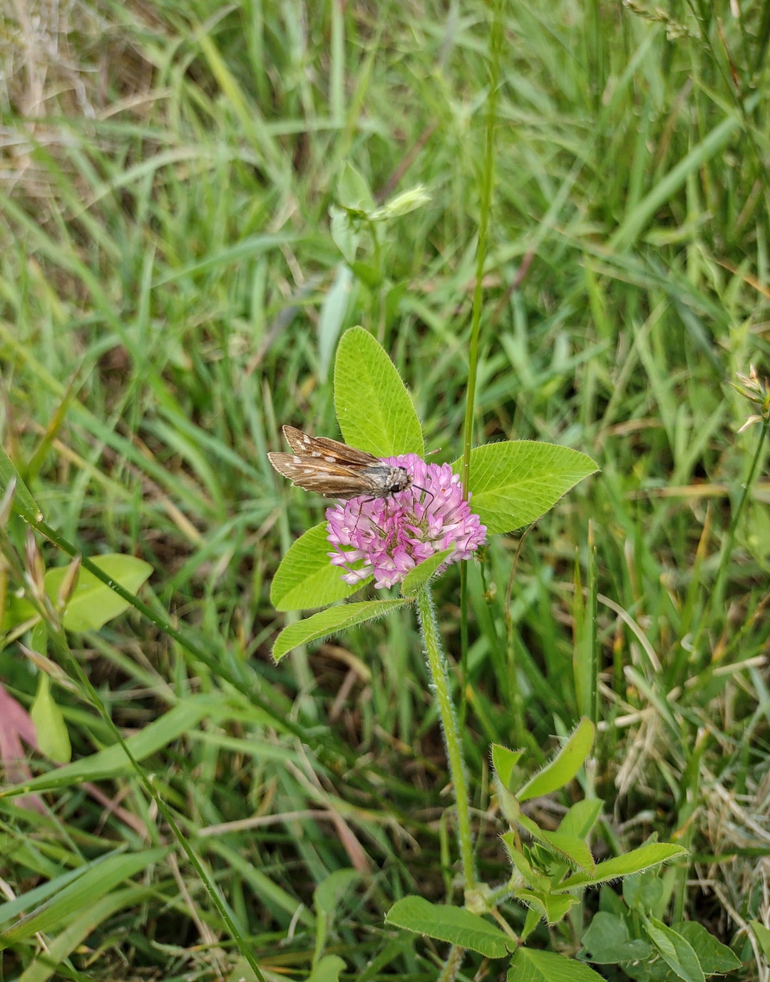 Skipper Moth Photo Pack - Etsy