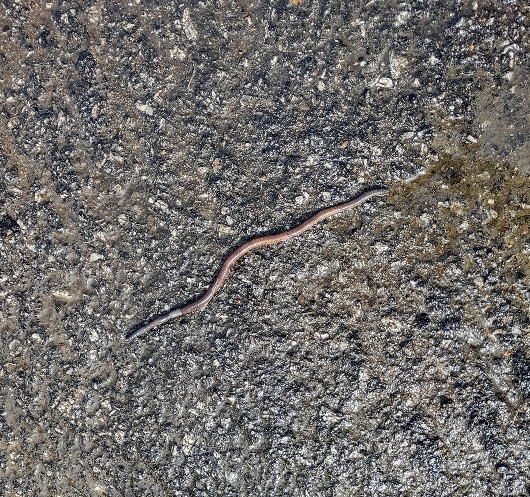 Detailed Closeup of Earthworm Image - Etsy