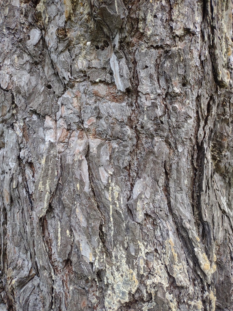 Tree Bark Texture Pack of 5 Photos - Etsy