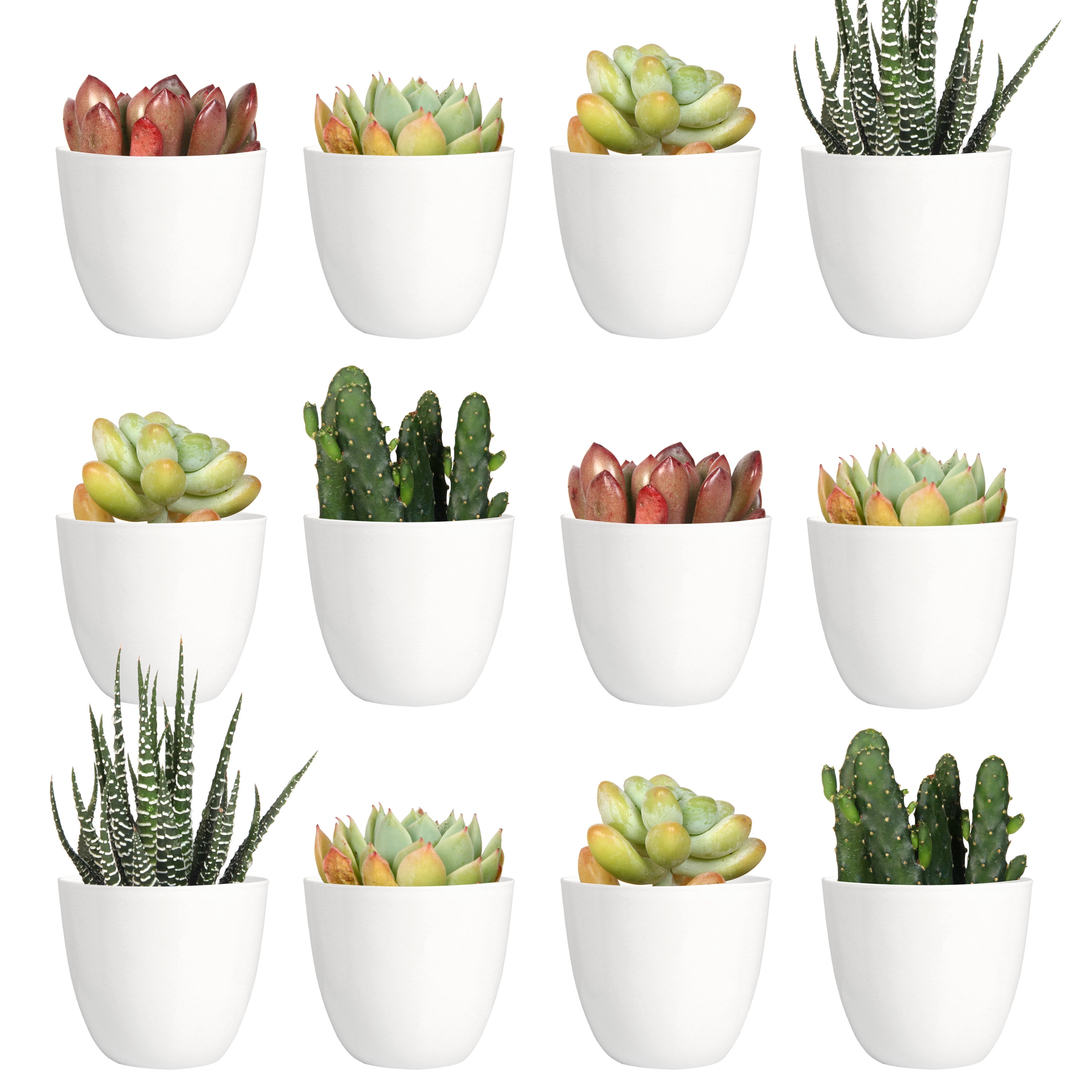24 Pack 2 Inch Mini Plastic Planters Indoor Flower Plant - Etsy