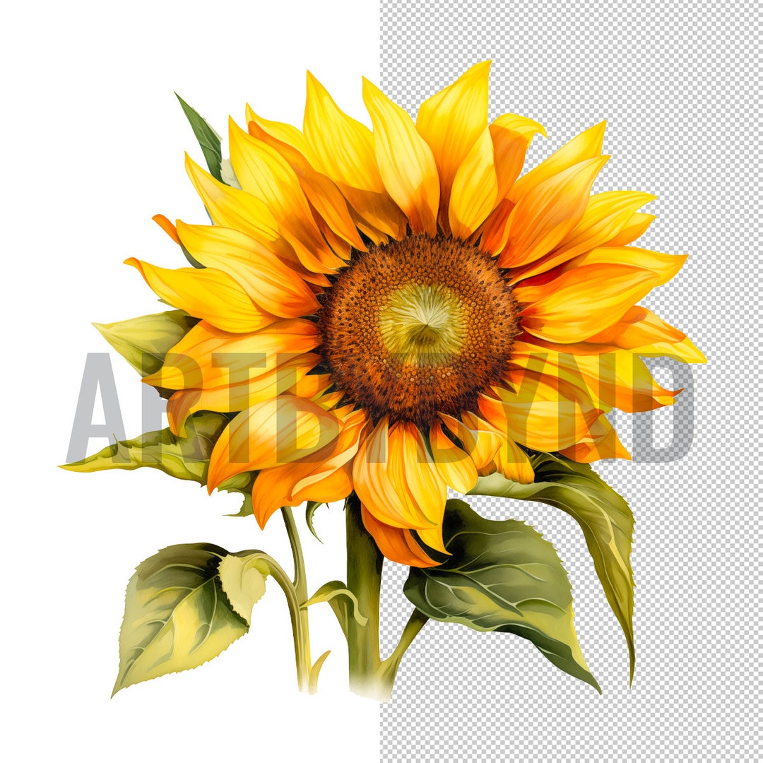Sunflower Background Png Sublimation Design,sunflower Png, Hand Drawn ...