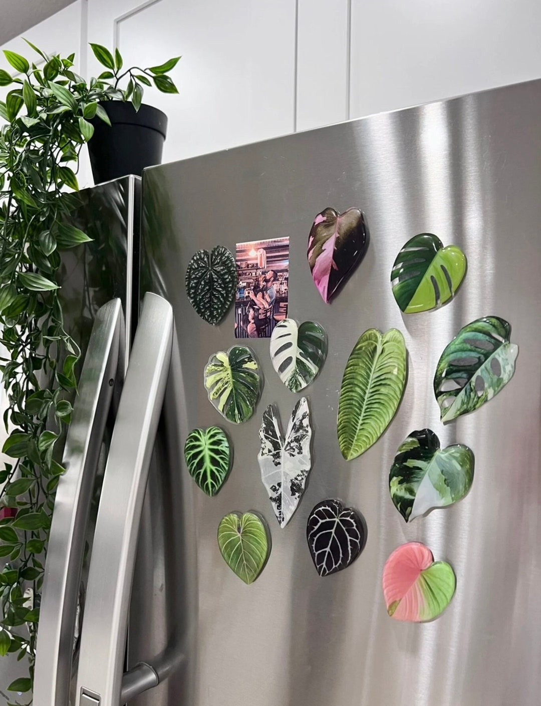 Rare Plant Magnet 1 Pc Plant Gifts Plant Parent Monstera Fridge Magnets ...