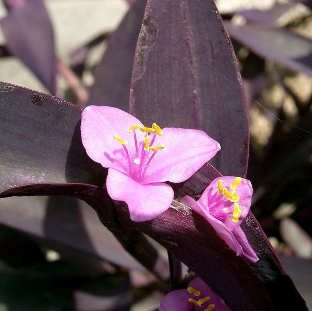 Purple Heart, Purple Queen, Tradescantia Pallida, Purple Secretia ...