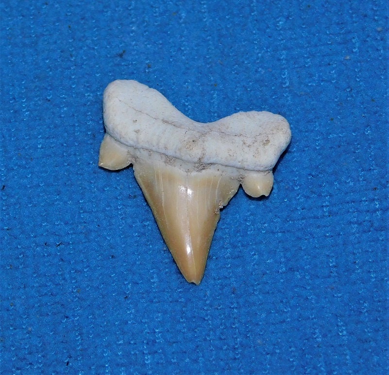 Fossilized Prehistoric Shark Tooth - Etsy