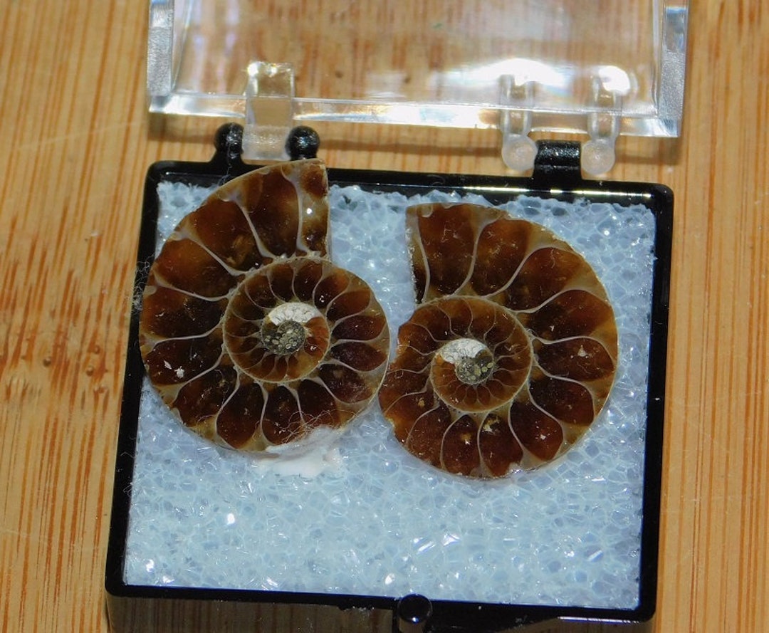 Ammonite Specimens - Etsy