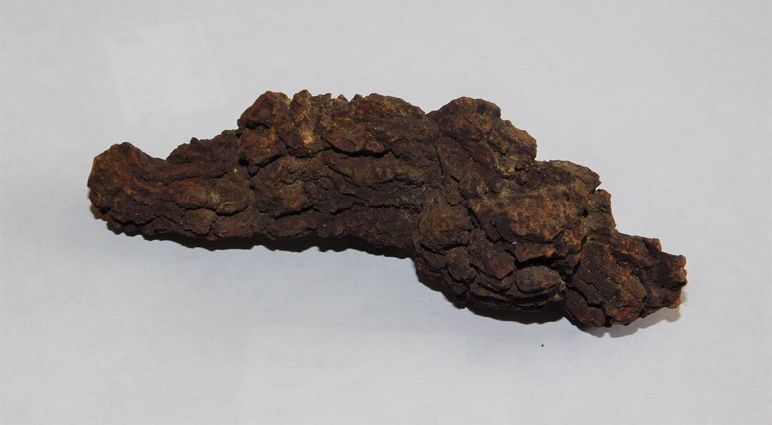 Coprolite Mineral Specimen - Etsy