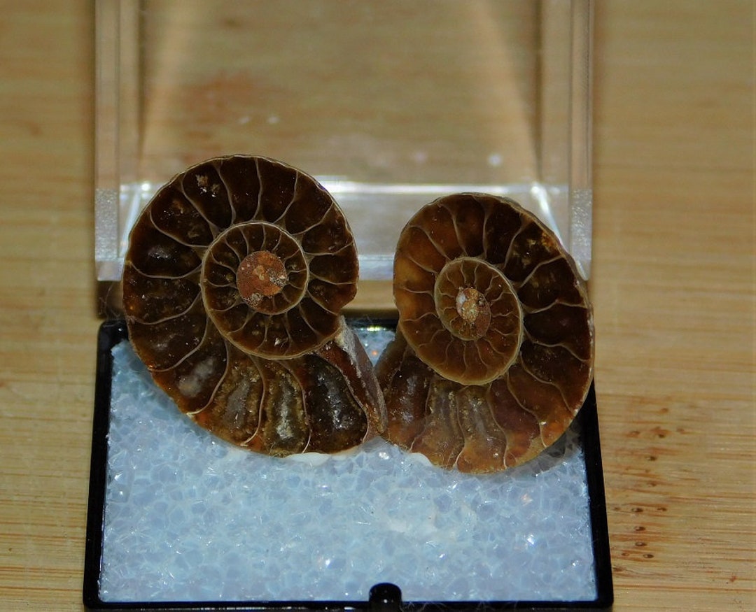 Polished Set of Ammonite Fossils - Etsy