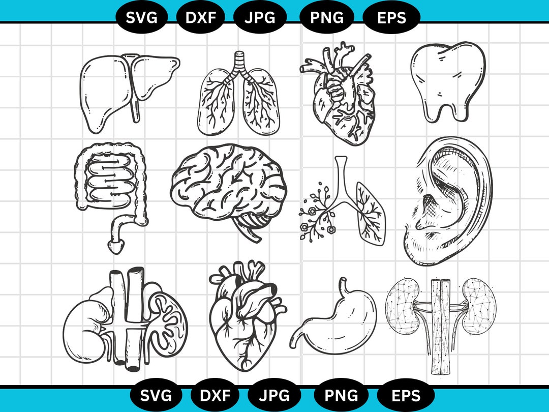 Anatomical Human Organs Svg Bundle, Human Heart Clipart, Body Organs ...