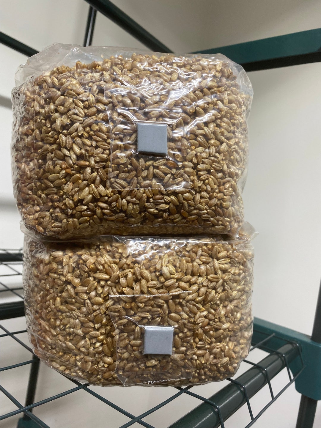 2 X 3lb Rye Berry Mushroom Substrate Bags. - Etsy