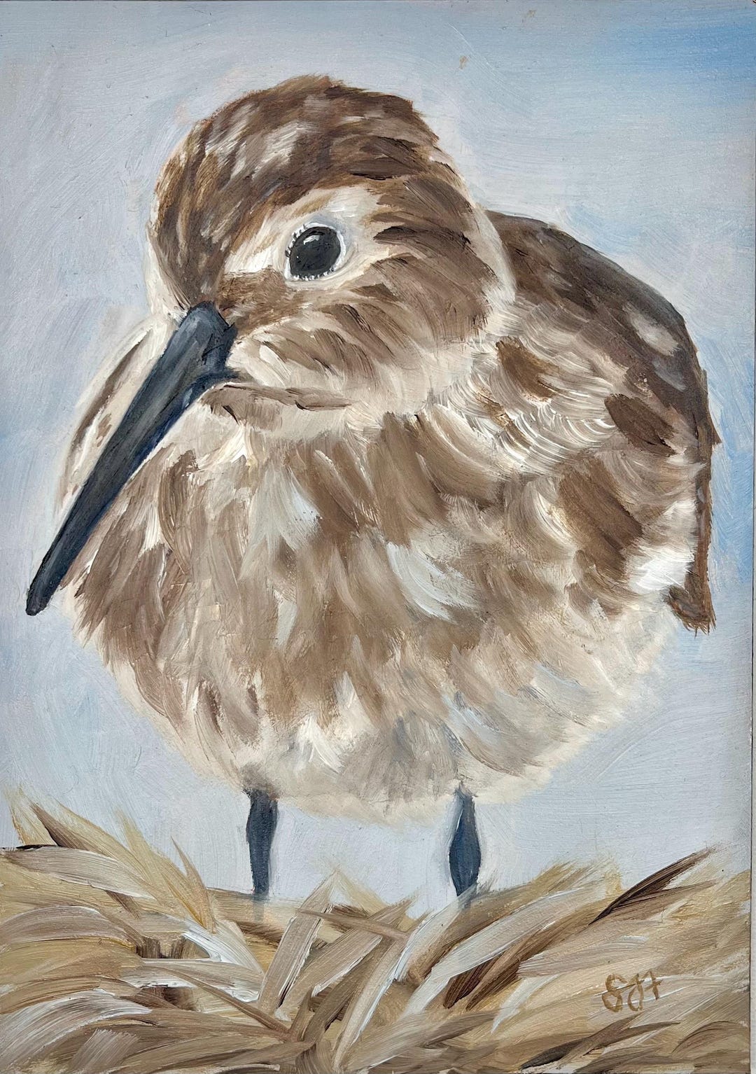 Original Oil Painting of a Sandpiper/shorebird 5x7, Stanley - Etsy
