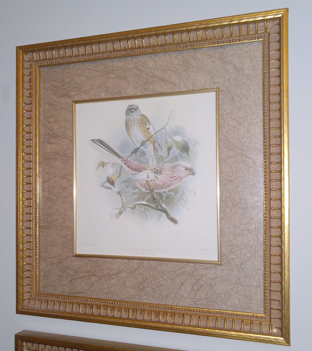 JG Keulemans Bird Lithographs: Siberian Rose Finch & Mongolian Desert ...