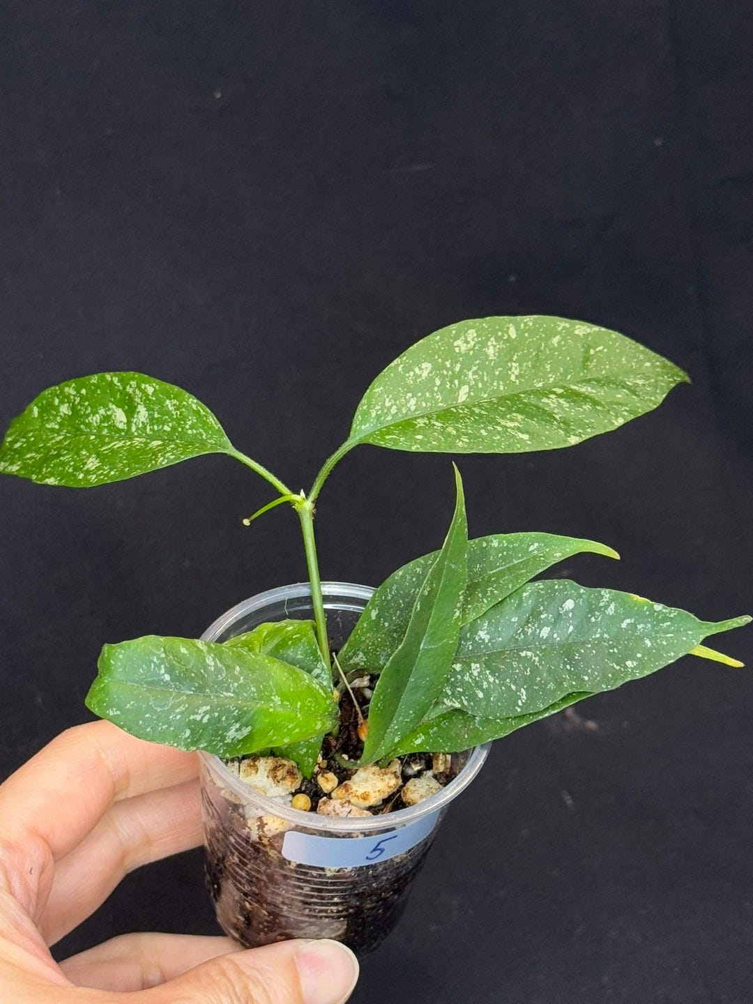 Hoya Multiflora Mini Splash, Rare, #5 - Etsy