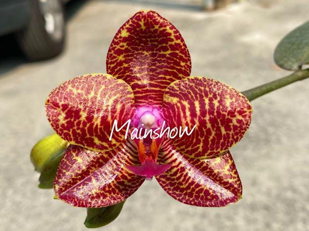 QMM061: Phal. Miro Gold Mosla 'MS' - Etsy