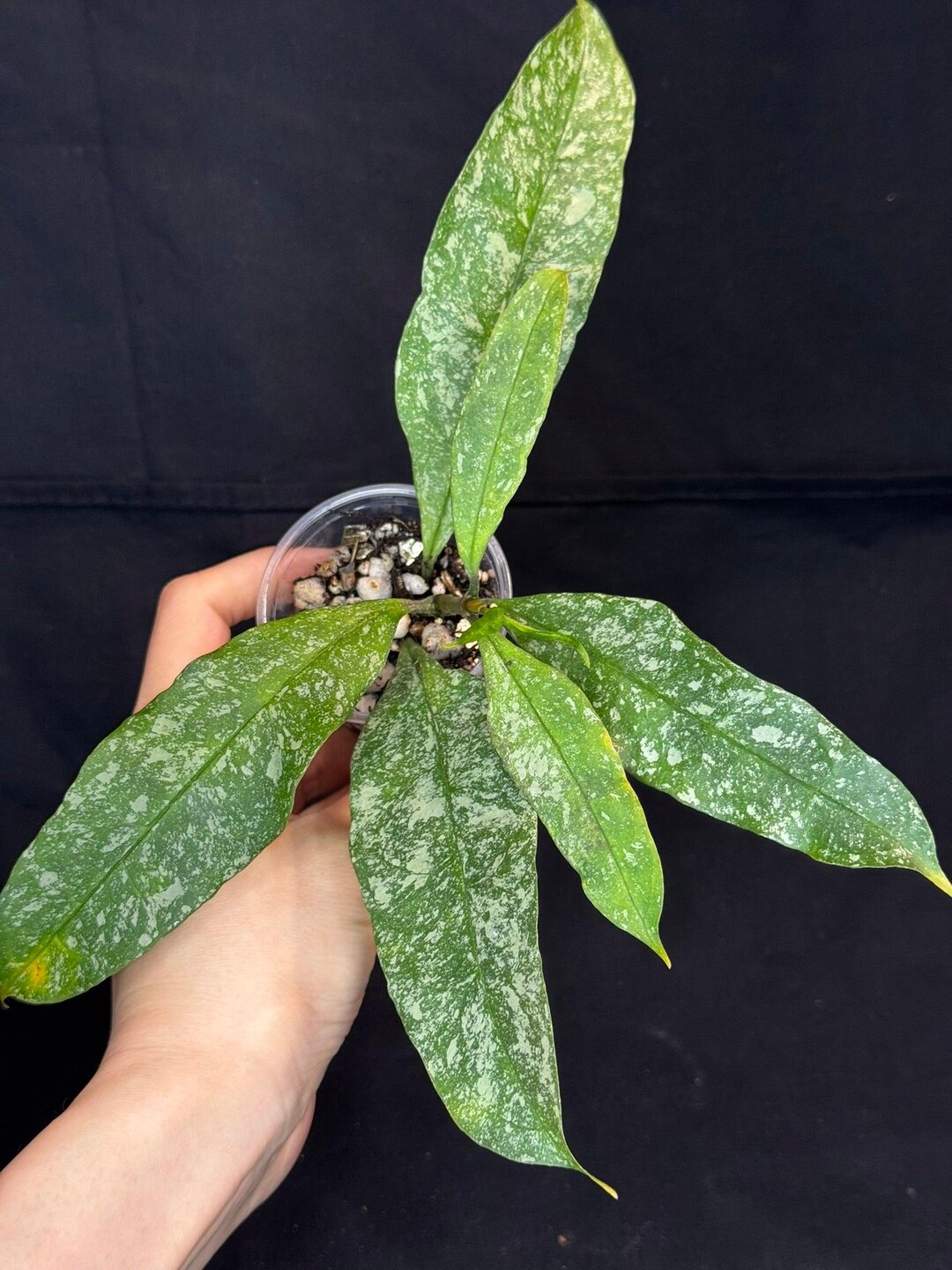 Hoya Multiflora Splash(europe), Rare, Big Leaves - Etsy
