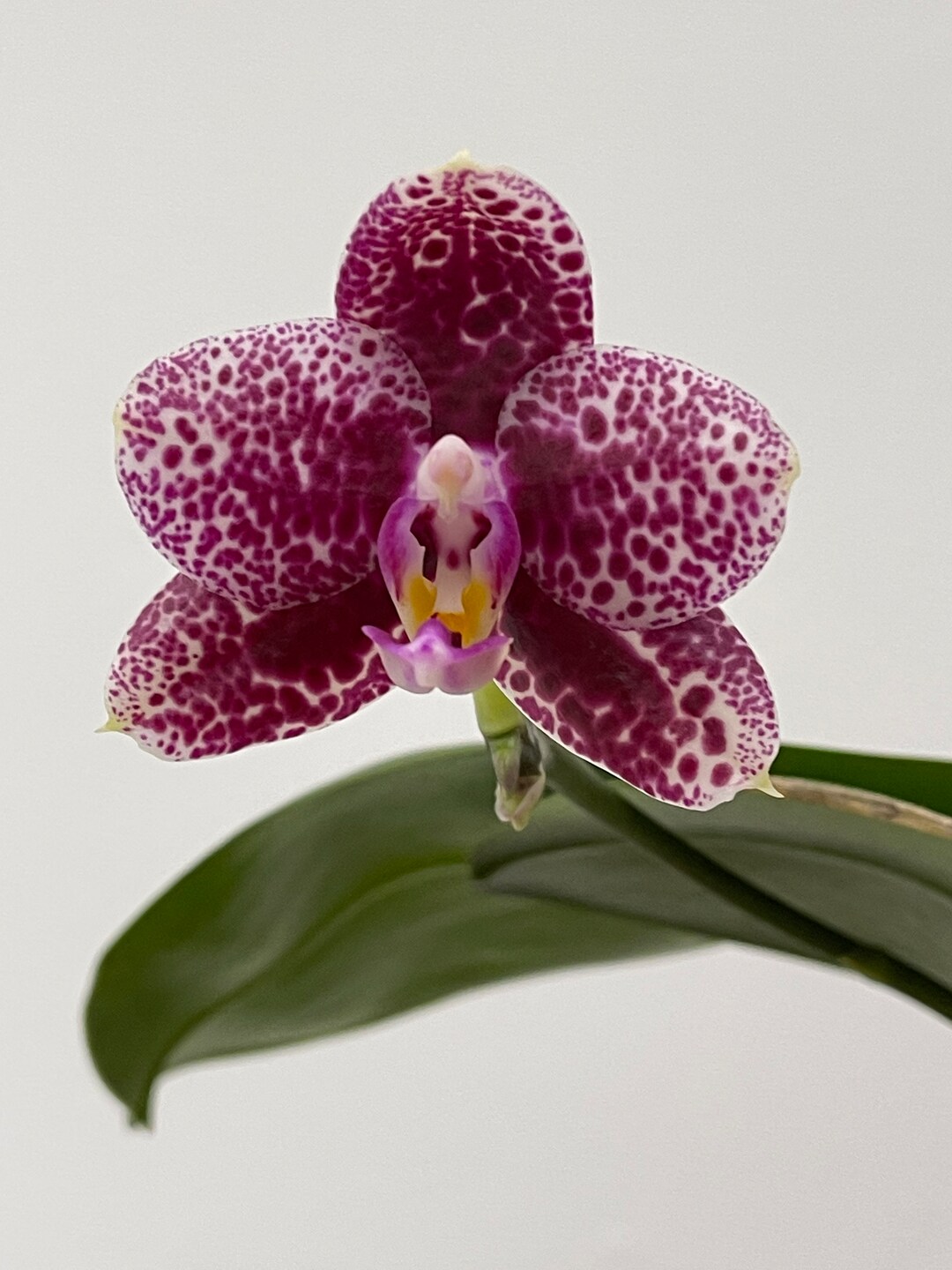 Phalaenopsis Mituo Diamond White Python MCL-146 big - Etsy.de