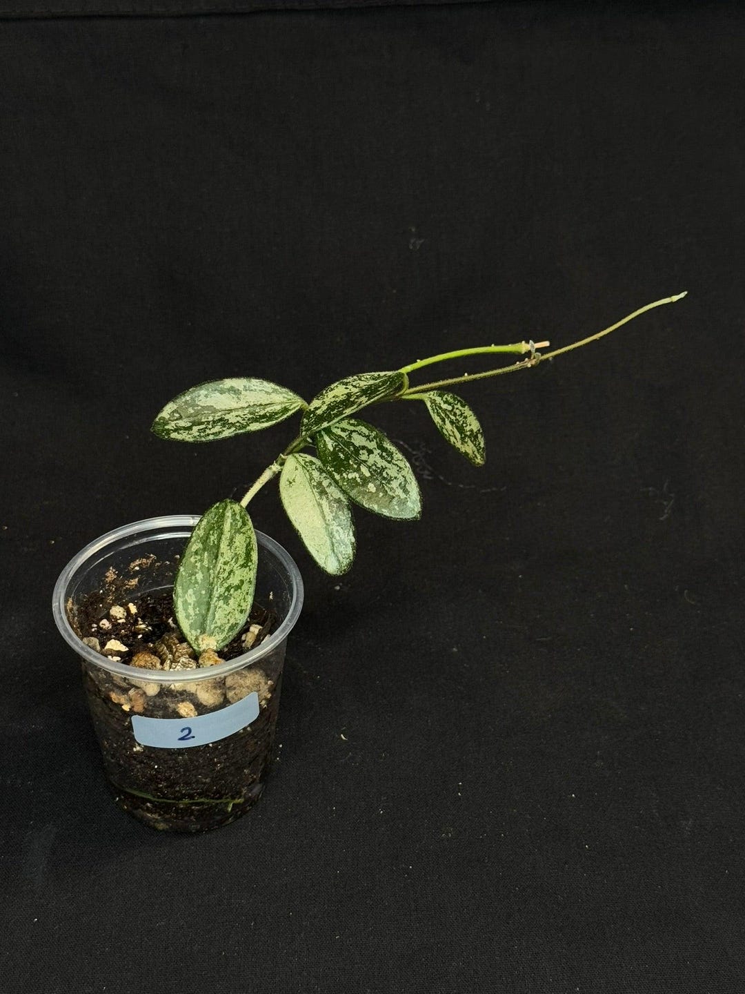 Hoya Lima High Splash, Attracting Splashy Leaves (#2) - Etsy