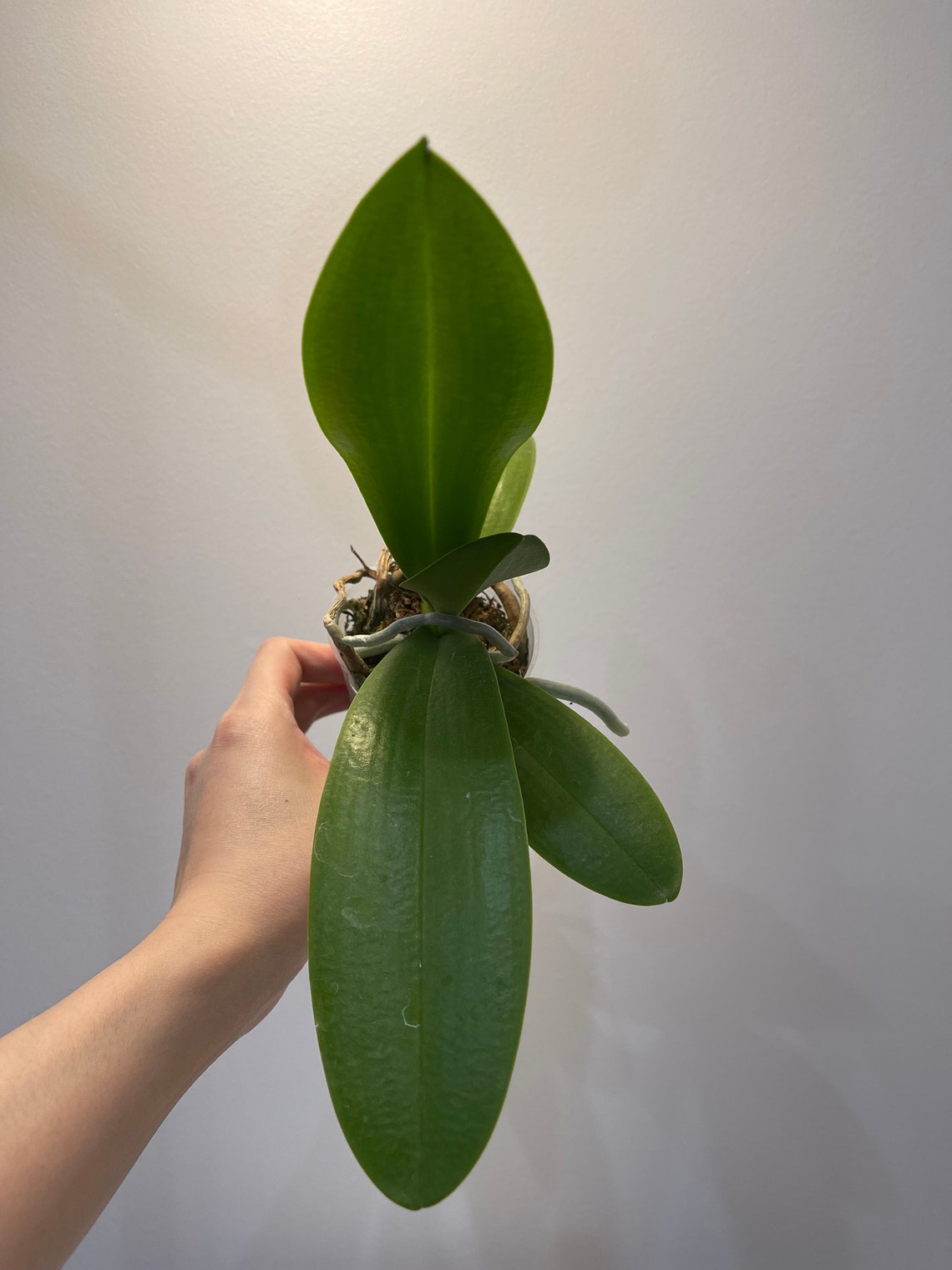Phal Yu-yang Little Peacock '381' Compact - Etsy