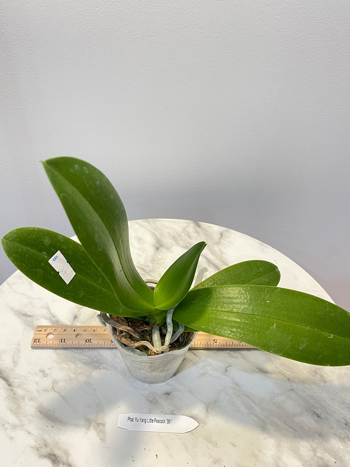 Phal Yu-yang Little Peacock '381' Compact - Etsy