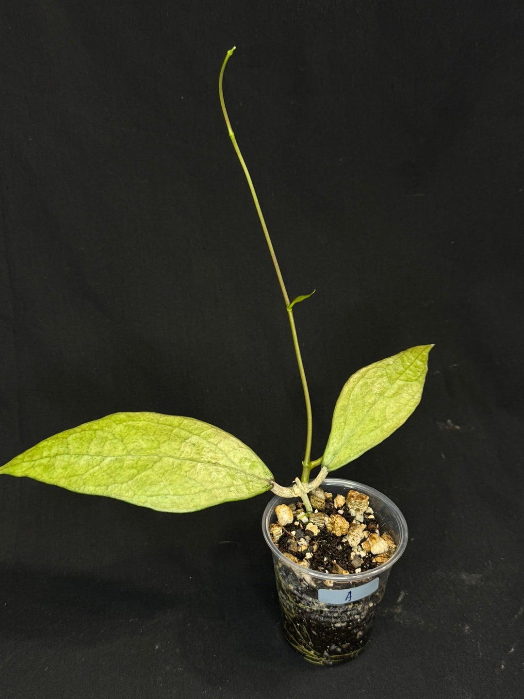 Unicorn! Hoya Germany Silver (#a), Silvery Light Green Leaves With New ...