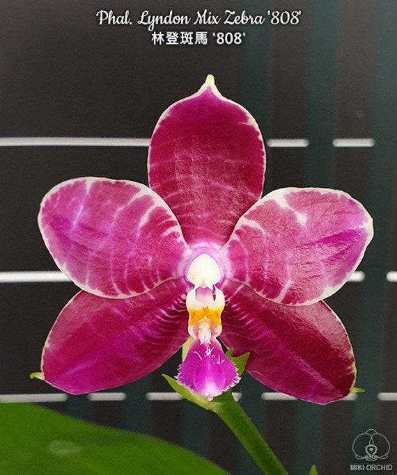 Phal. Lyndon Mix Zebra '808' Fragrant Novelty - Etsy