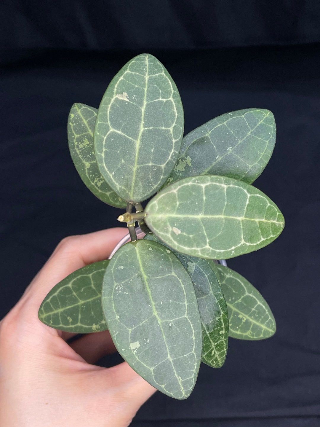 Hoya Elliptica Splash b, Splashy Cute Leaves - Etsy