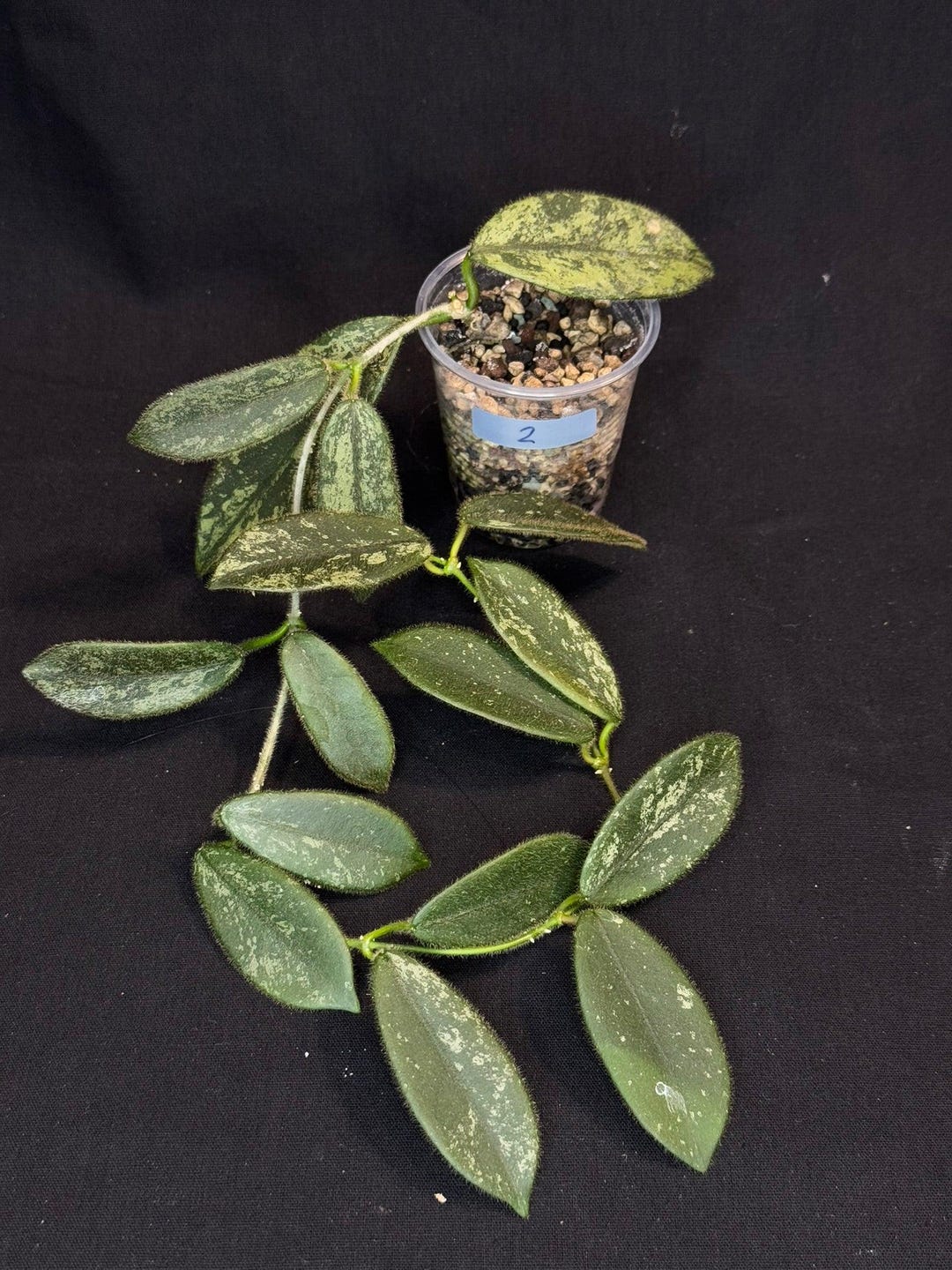 Hoya Thomsonii High Splash/silver (#2), Fuzzy Leaves - Etsy