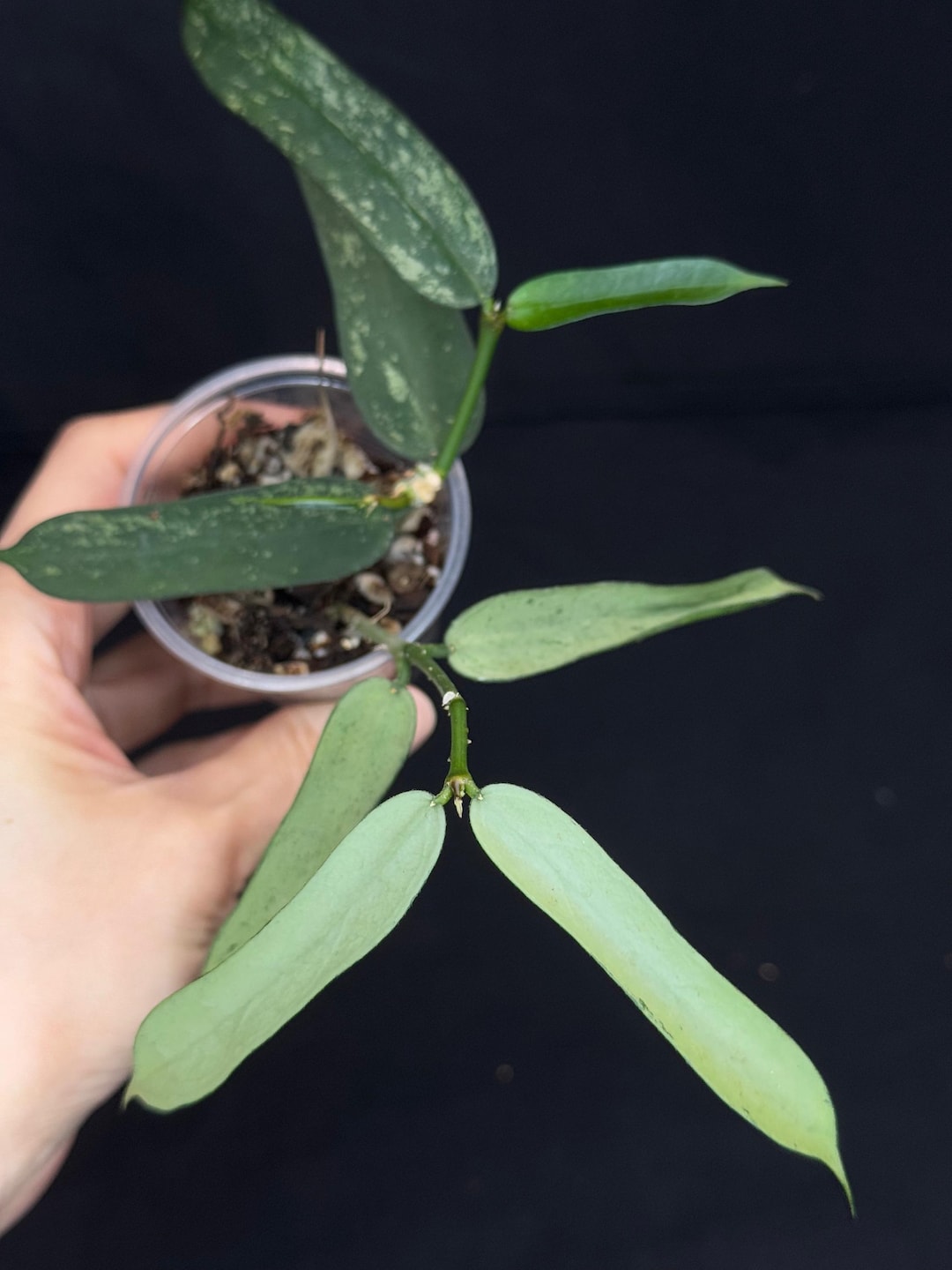 Hoya Pandurata Tsiang Silver and Splash, Well-rooted, Two Growths in a ...