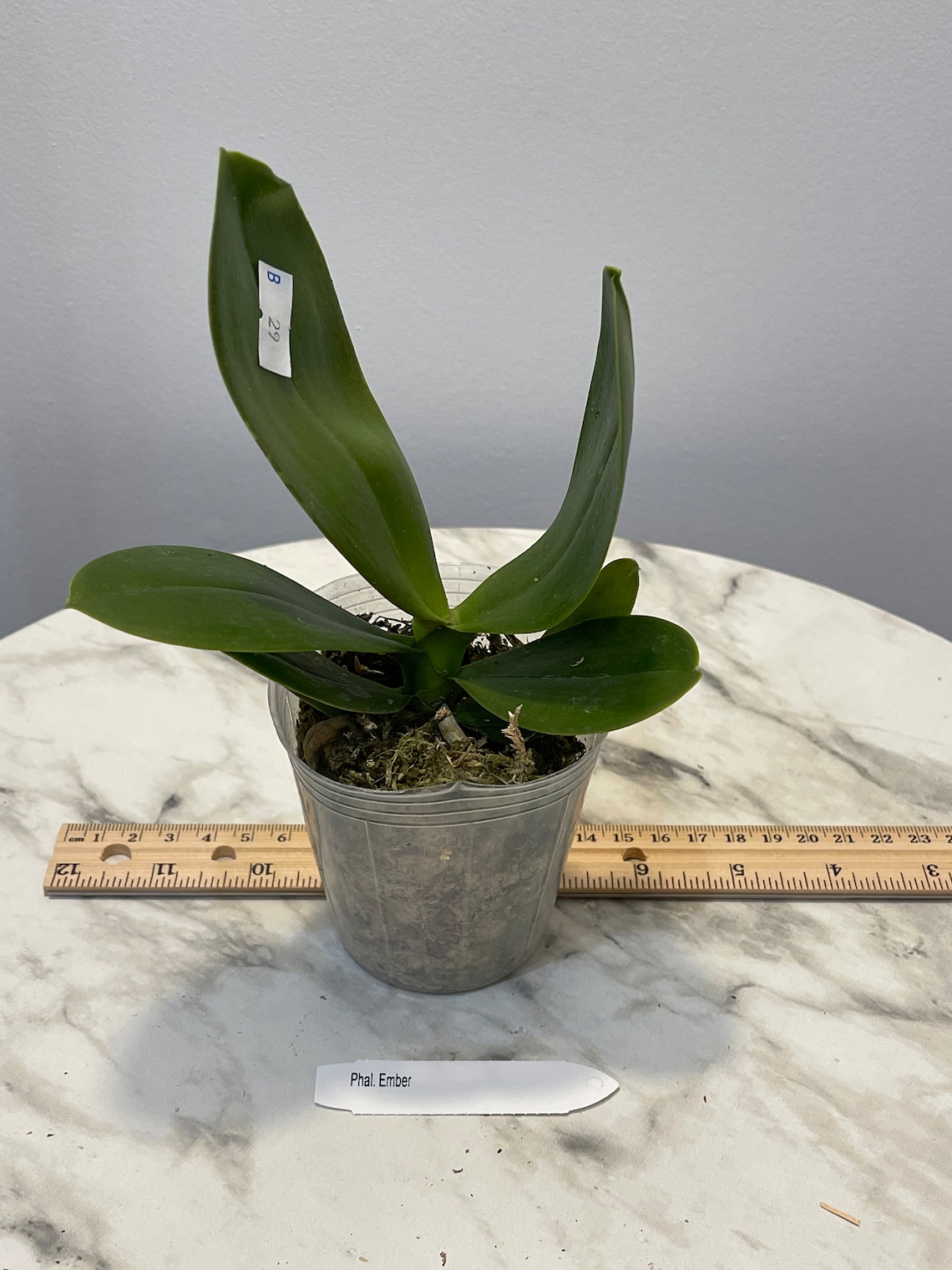 Phal Ember Fragrant Large Flowers Freeshipping B29餘燼 - Etsy
