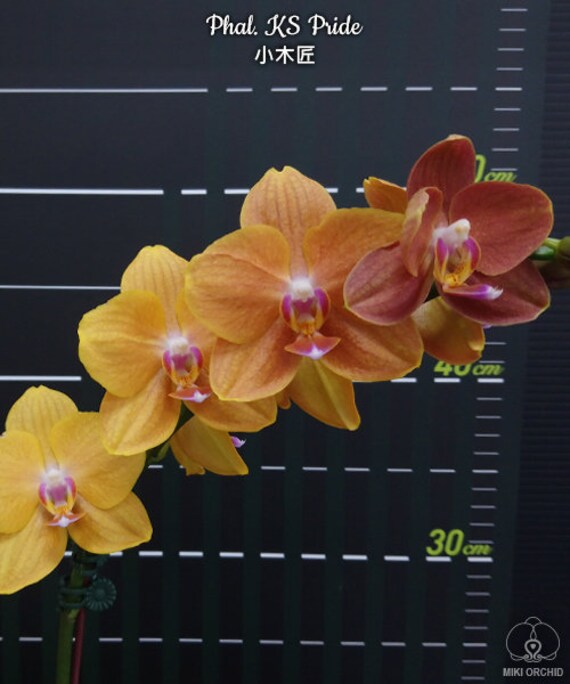 Phal KS Pride Lovely Mango-yellow Color Fragrant Novelty - Etsy