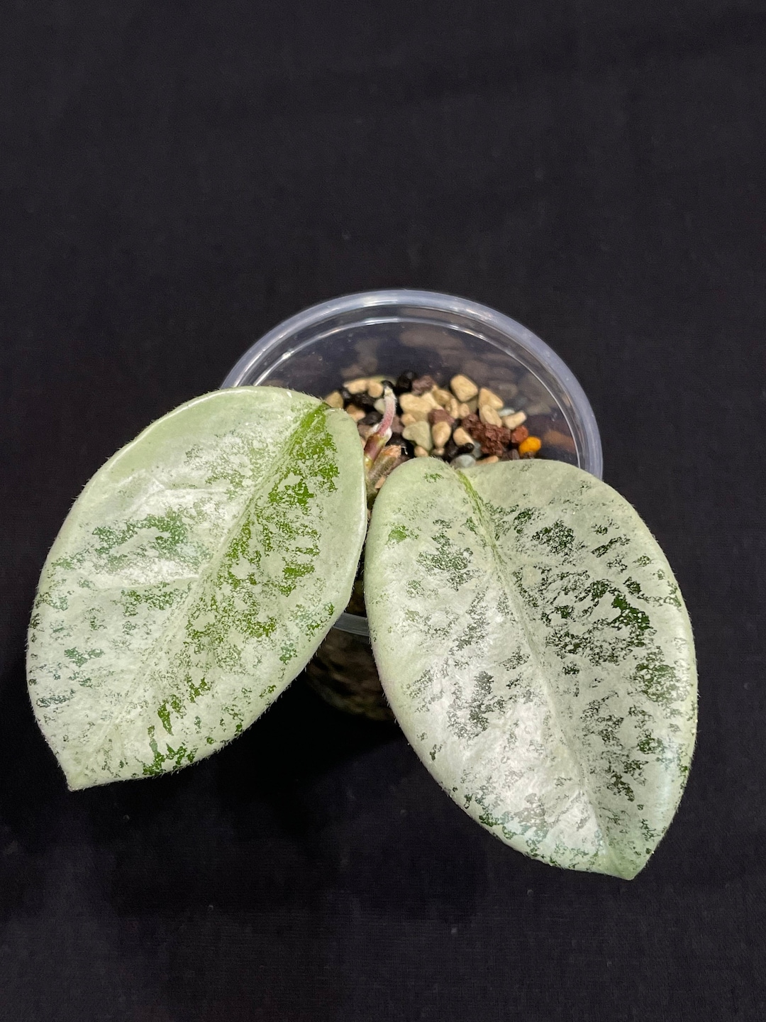 Hoya Carnosa Grey Ghost Nice Grey Leaves - Etsy
