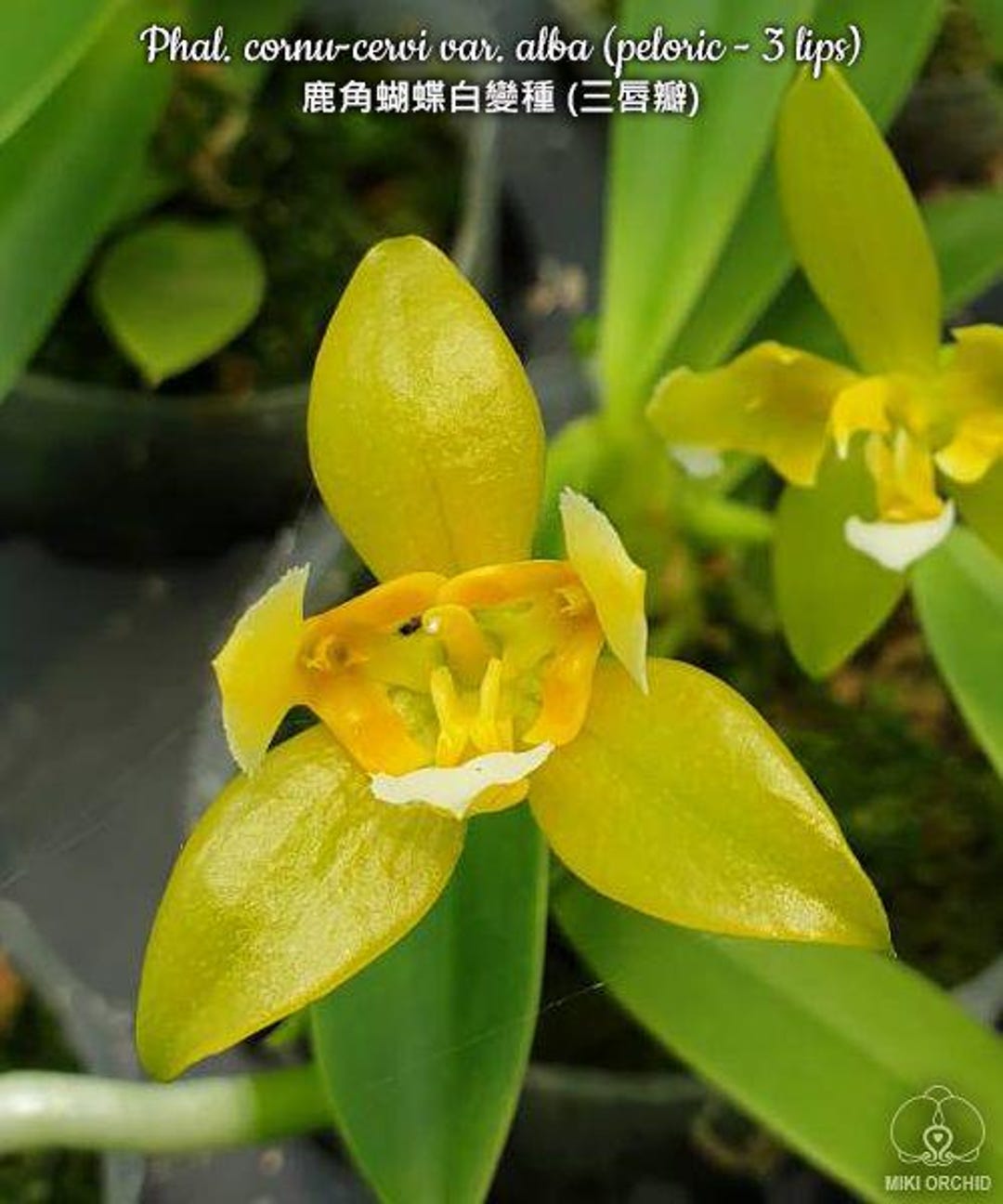 Phal. Cornu-cervi Var. Alba (peloric - 3 Lips), Rare, () (D37) - Etsy