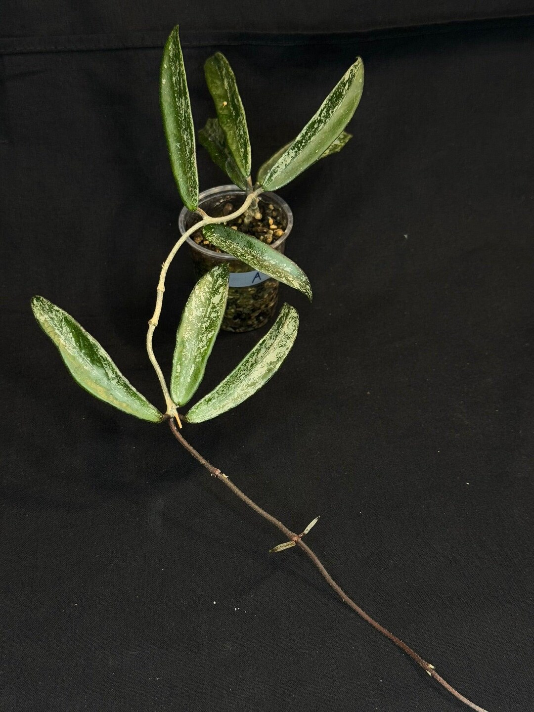 Hoya Minibell Splash, Nice Splashy Leaves (#a) - Etsy