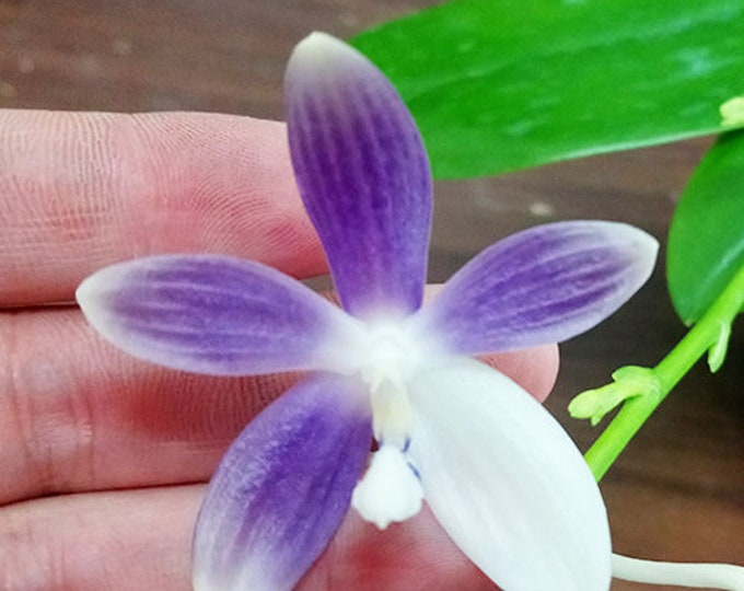 Phal Tetraspis 'blue' Sib, Light Aroma, Beautiful Color, Novelty ...