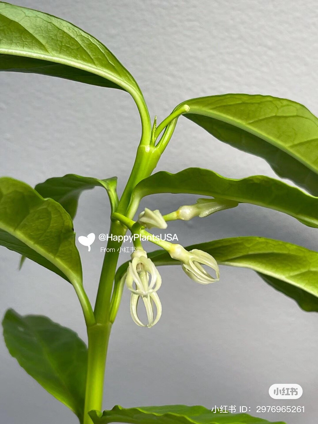 Hoya Decipulae,special Flowers - Etsy