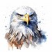 Watercolor Eagle Clipart 10 Digital Clipart Bundle High - Etsy