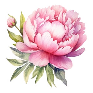 Watercolor Pink Peony - Set of 10 Digital Clipart Bundle - High Quality ...