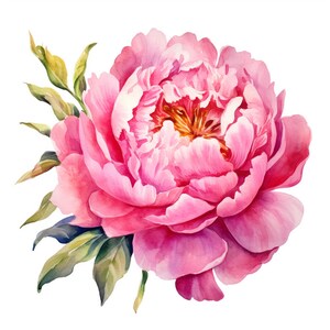 Watercolor Pink Peony Set of 10 Digital Clipart Bundle High Quality ...