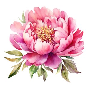 Watercolor Pink Peony - Set of 10 Digital Clipart Bundle - High Quality ...