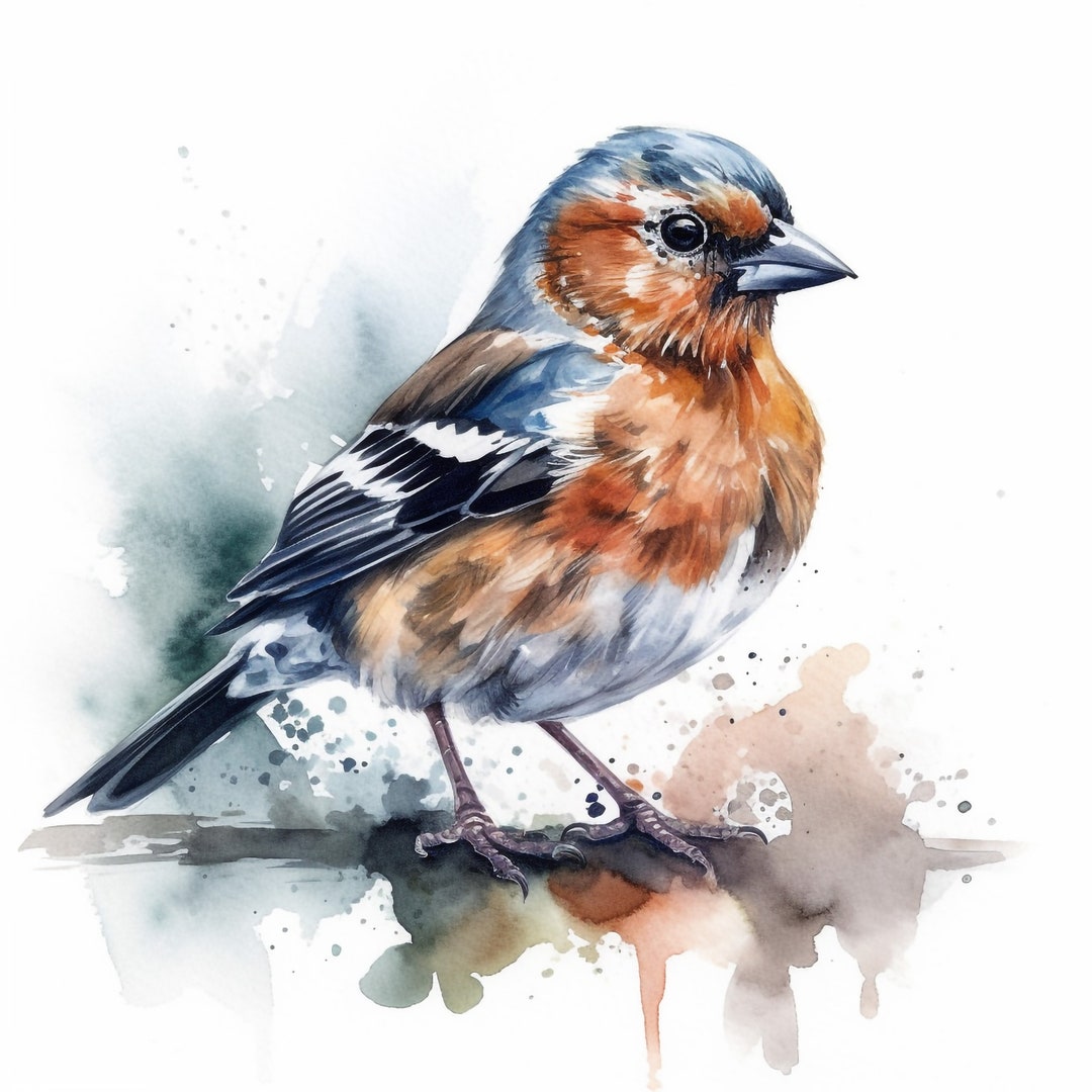 Watercolor Chaffinch - 10 Digital Clipart Bundle - High Quality Images ...