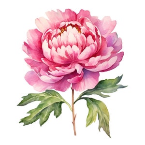 Watercolor Pink Peony Set of 10 Digital Clipart Bundle High Quality ...