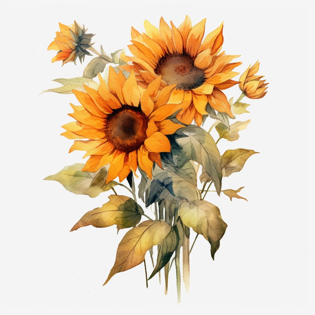 Watercolor Sunflowers Set of 10 Digital Clipart Bundle High Quality ...