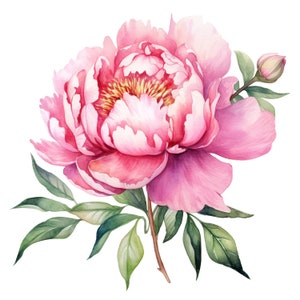 Watercolor Pink Peony - Set of 10 Digital Clipart Bundle - High Quality ...