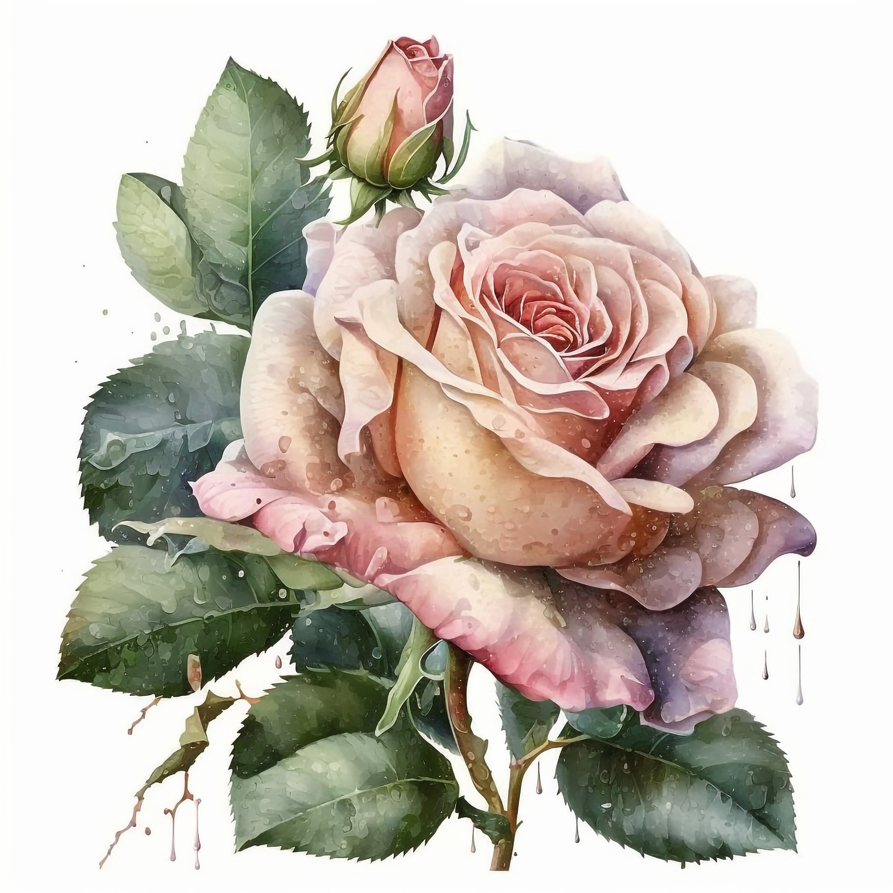 Watercolor Roses 10 Images High Quality Digital Download / Images for ...