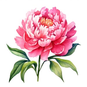 Watercolor Pink Peony - Set of 10 Digital Clipart Bundle - High Quality ...