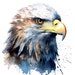 Watercolor Eagle Clipart 10 Digital Clipart Bundle High - Etsy