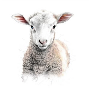 Watercolor Lamb - Set of 10 High Quality Images - Digital Download ...