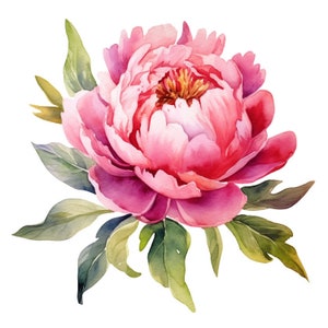 Watercolor Pink Peony Set of 10 Digital Clipart Bundle High Quality ...